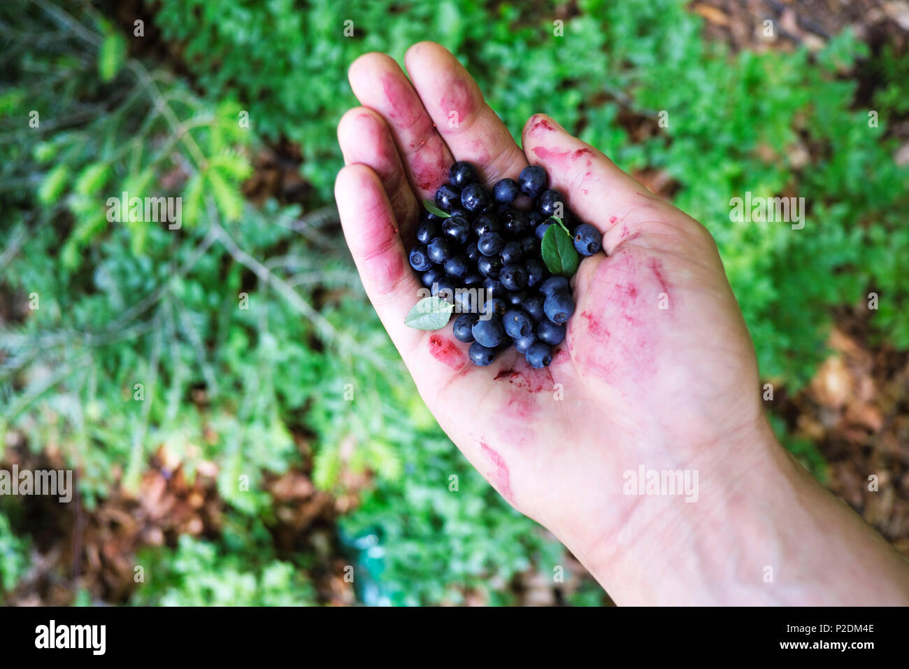Blueberry in man hand Stock Photo - Alamy