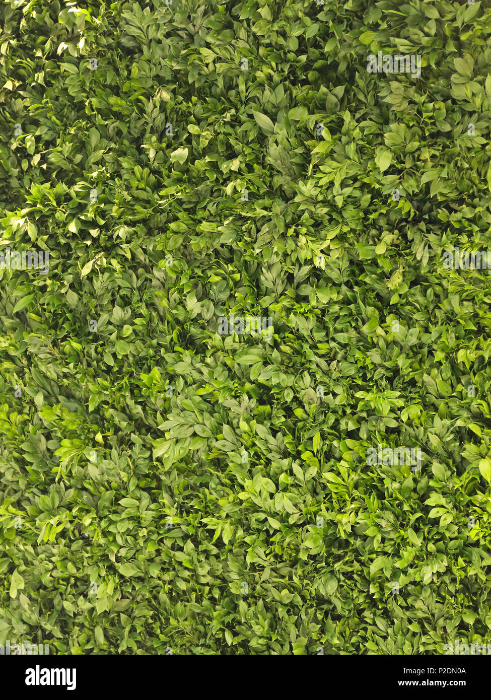 Live Wall Made From Plants and Leaves Stock Photo - Alamy