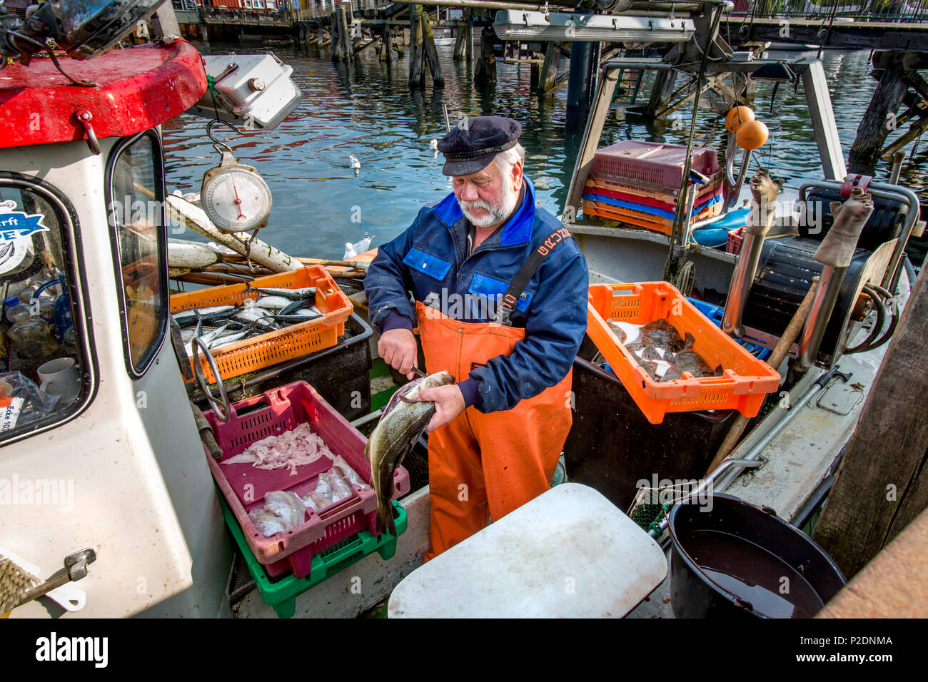 Baltic fish germany hi-res stock photography and images - Alamy