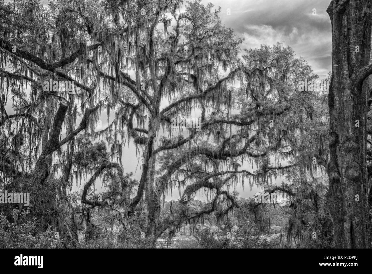 Solitude spring Black and White Stock Photos & Images - Alamy