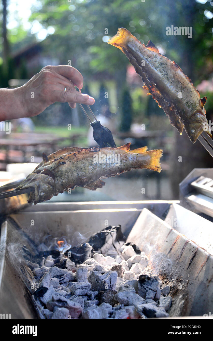 Stick fish hi-res stock photography and images - Alamy