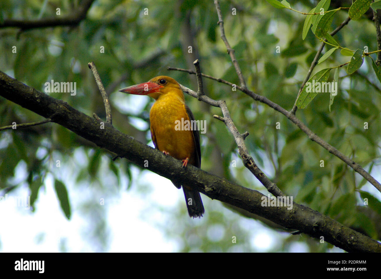 Brown-winged kingfisher locally called Khoirapakha Machranga the ...