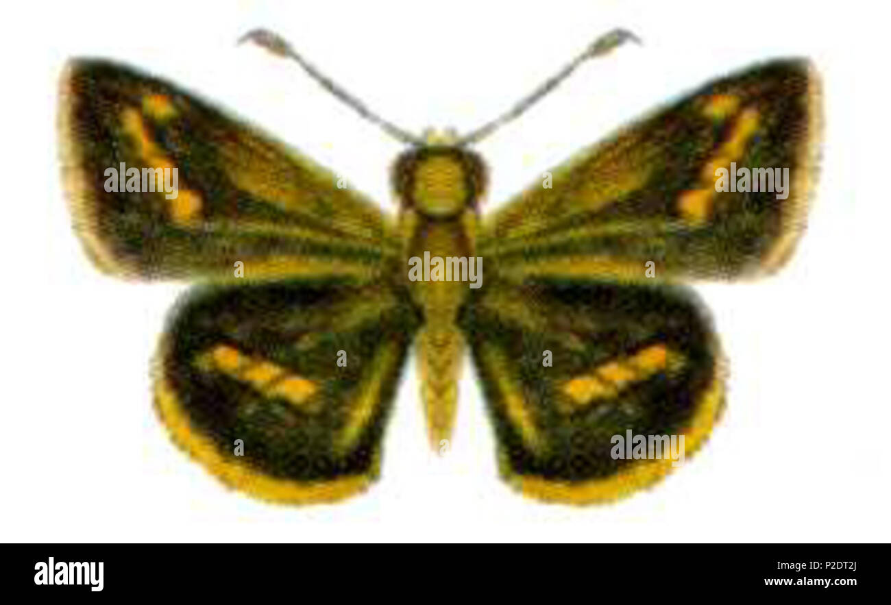 60 Suniana lascivia (ento-csiro-au Stock Photo - Alamy