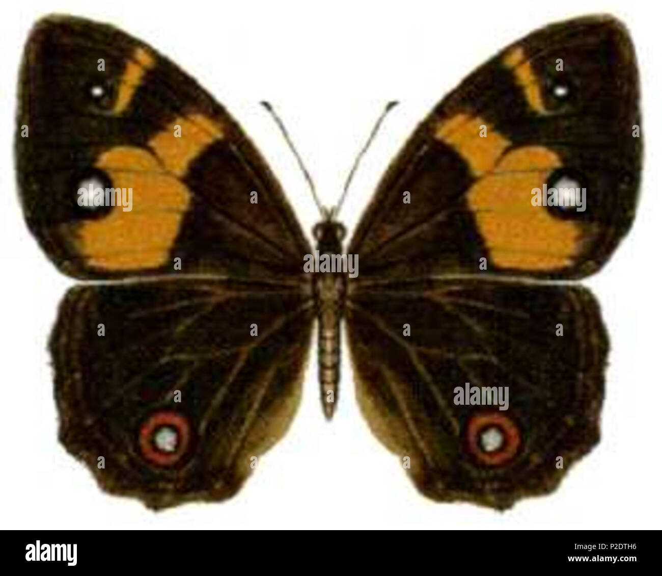 Tisiphone abeona hi-res stock photography and images - Alamy