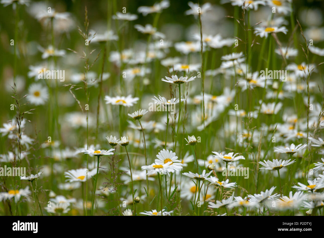 Oxeye daisies (Leucanthemum vulgare Stock Photo - Alamy