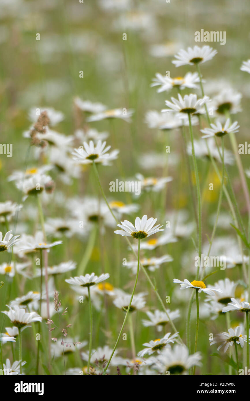 Leucanthemum vulgare oxeye daisies hi-res stock photography and images ...