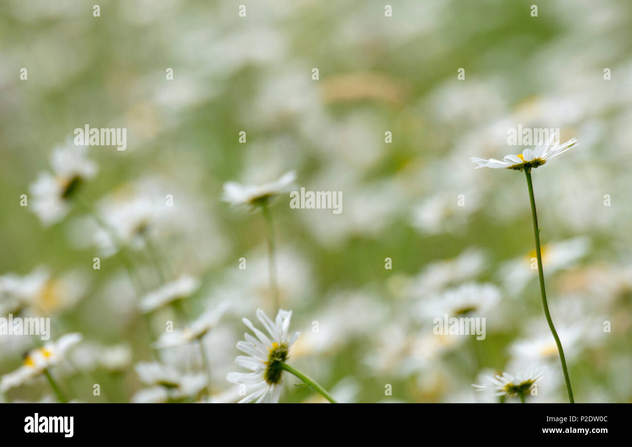 Oxeye daisies (Leucanthemum vulgare Stock Photo - Alamy