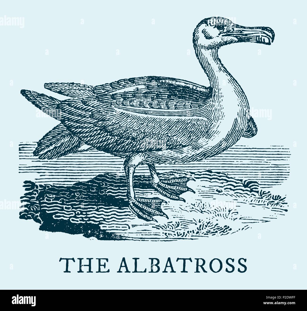 Illustration albatross hi-res stock photography and images - Alamy