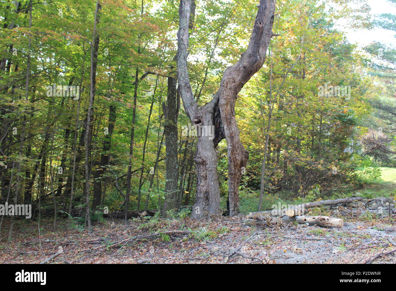 Logging road hi-res stock photography and images - Alamy