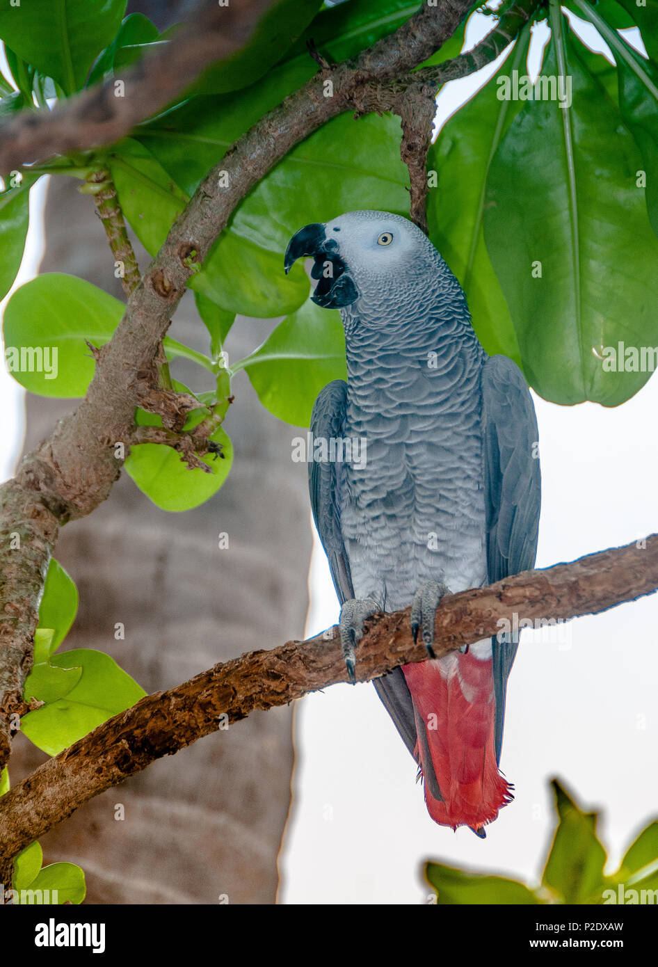 Maldives Wildlife Birds