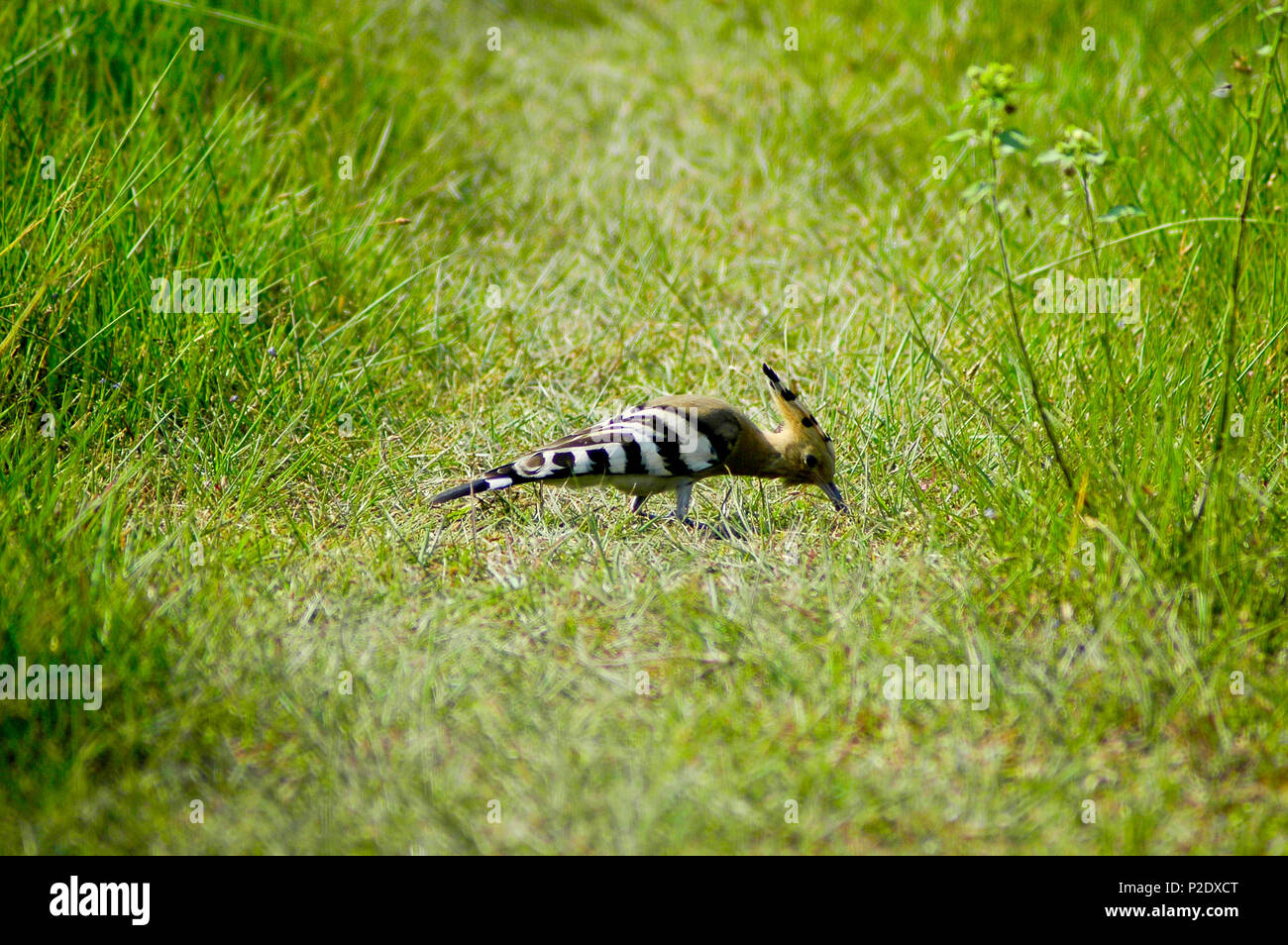 Common Hoopoe locally known as Mohonchura at the Sundarbans, a UNESCO ...