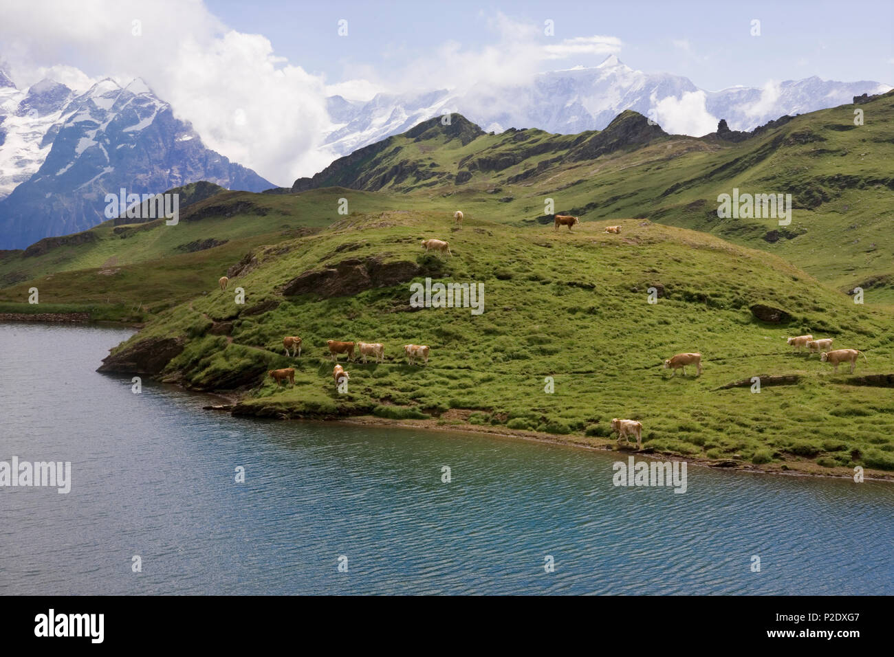 Cows on a high alp by the Bachsee, with a chain of high mountains over ...