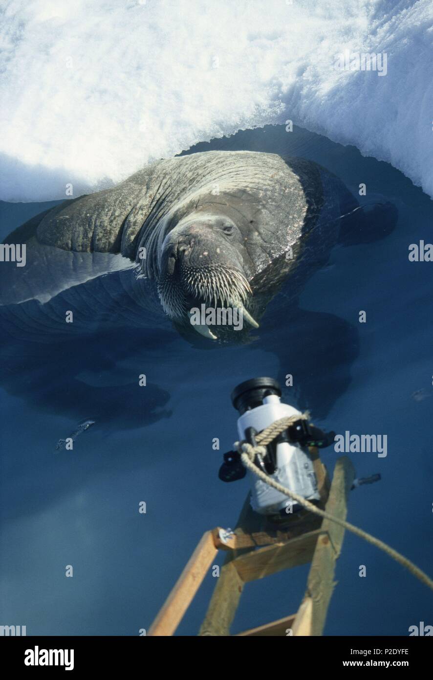 Original Film Title: ARCTIC TALE. English Title: ARCTIC TALE. Film ...