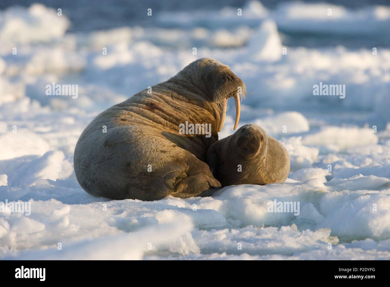 Original Film Title: ARCTIC TALE. English Title: ARCTIC TALE. Film ...