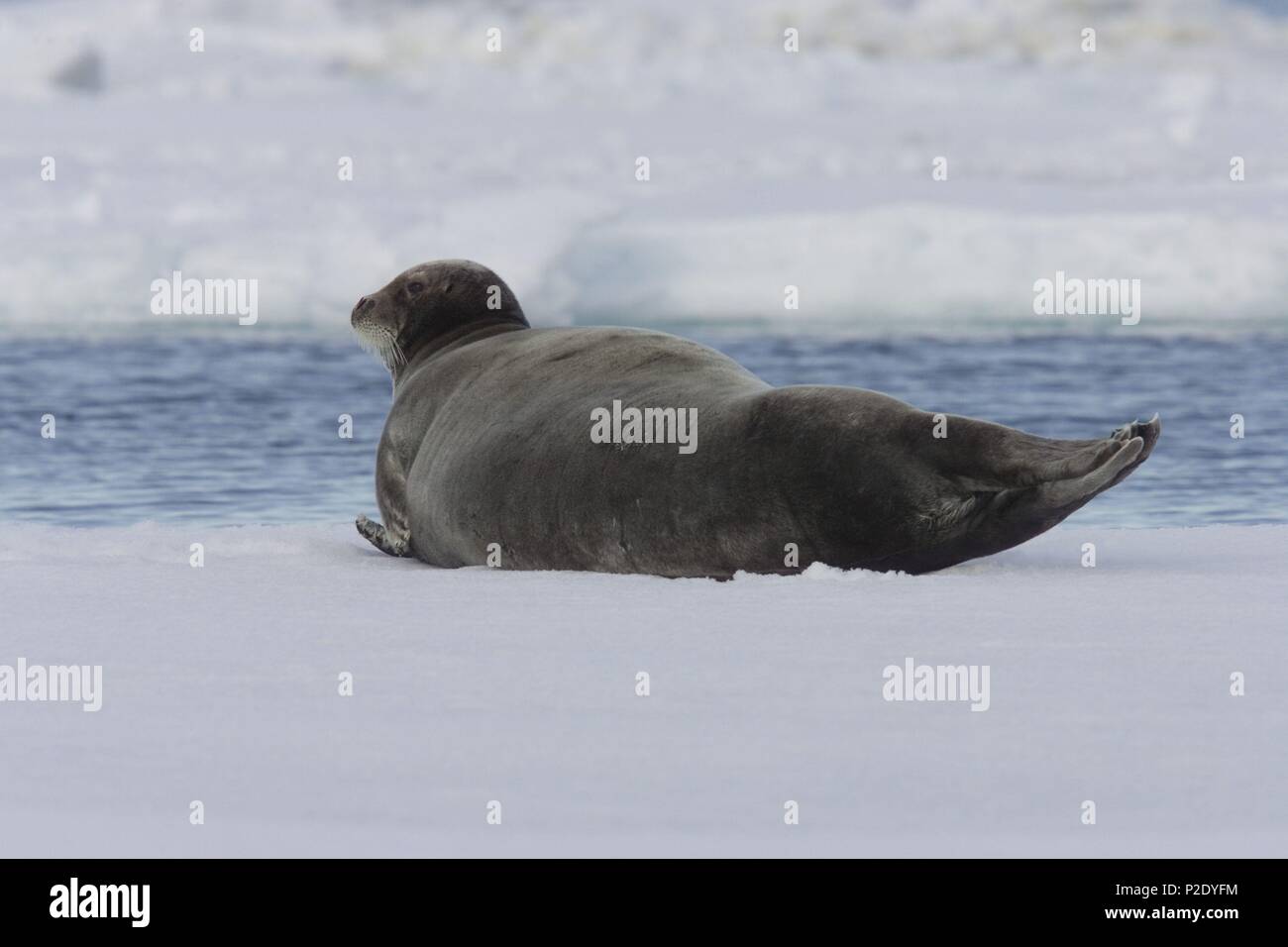 Original Film Title: ARCTIC TALE. English Title: ARCTIC TALE. Film ...