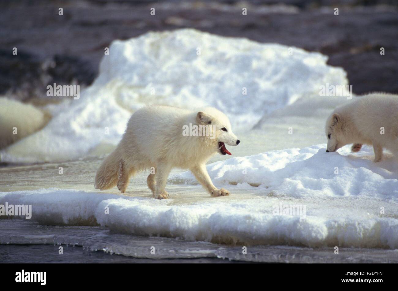 Original Film Title: ARCTIC TALE. English Title: ARCTIC TALE. Film ...