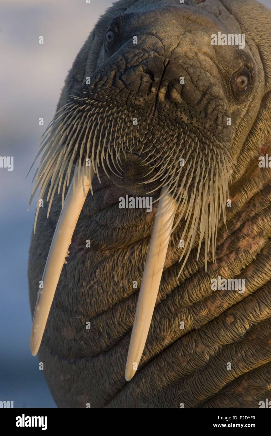 Original Film Title: ARCTIC TALE. English Title: ARCTIC TALE. Film ...