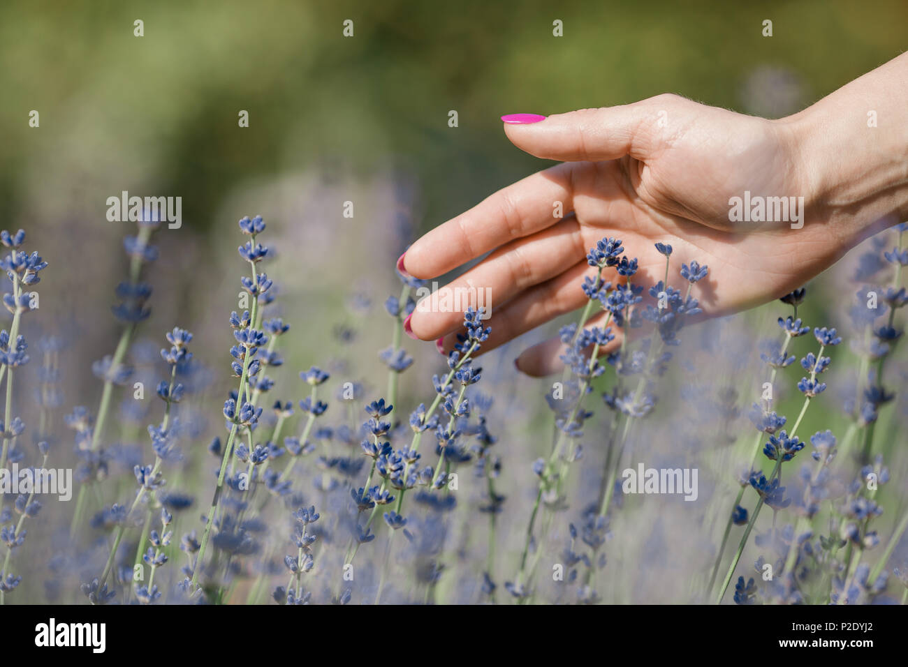 Female hand touching lavender flowers Stock Photo - Alamy