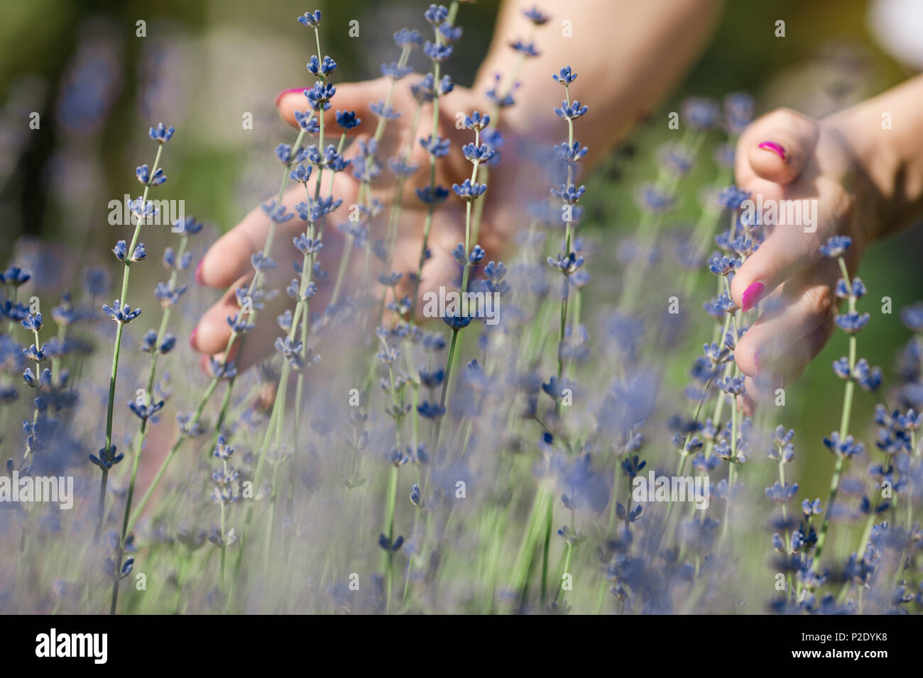 Female hand touching lavender flowers Stock Photo - Alamy