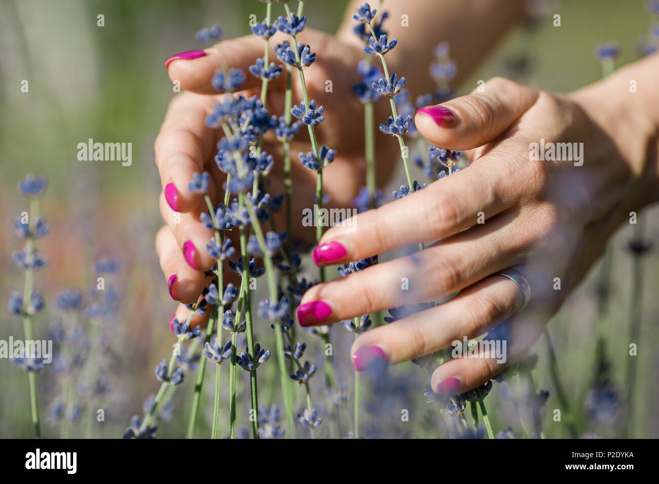 Female hand touching lavender flowers Stock Photo - Alamy