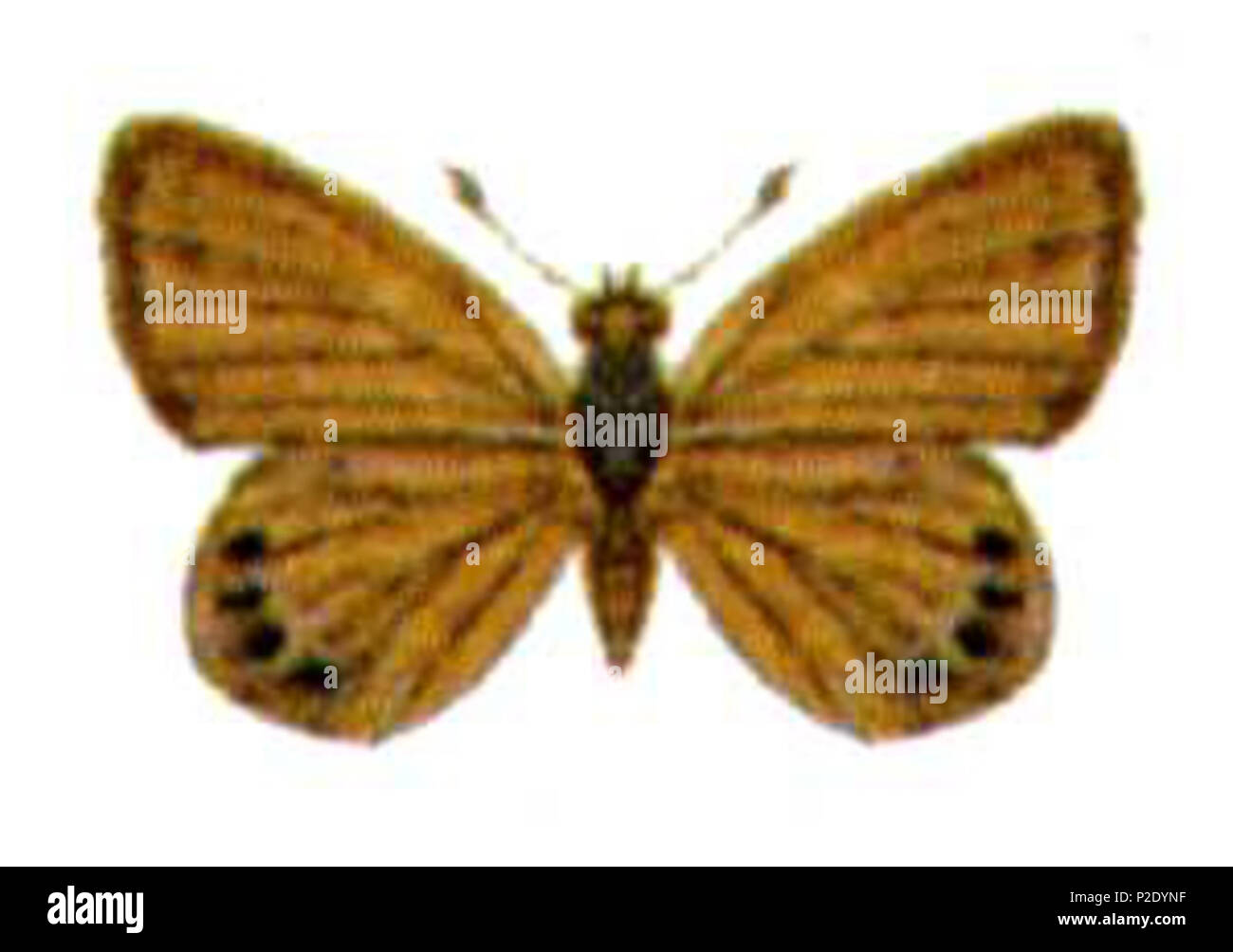 Family organisation Cut Out Stock Images & Pictures - Alamy