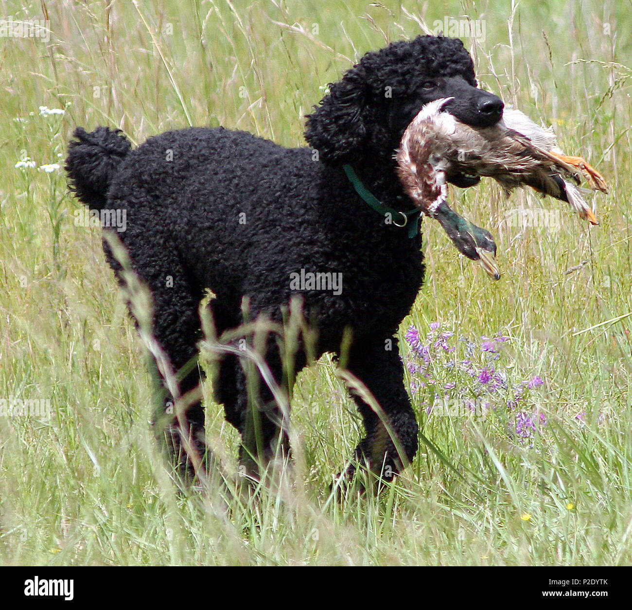 Duck hunting waterfowl hi-res stock photography and images - Alamy