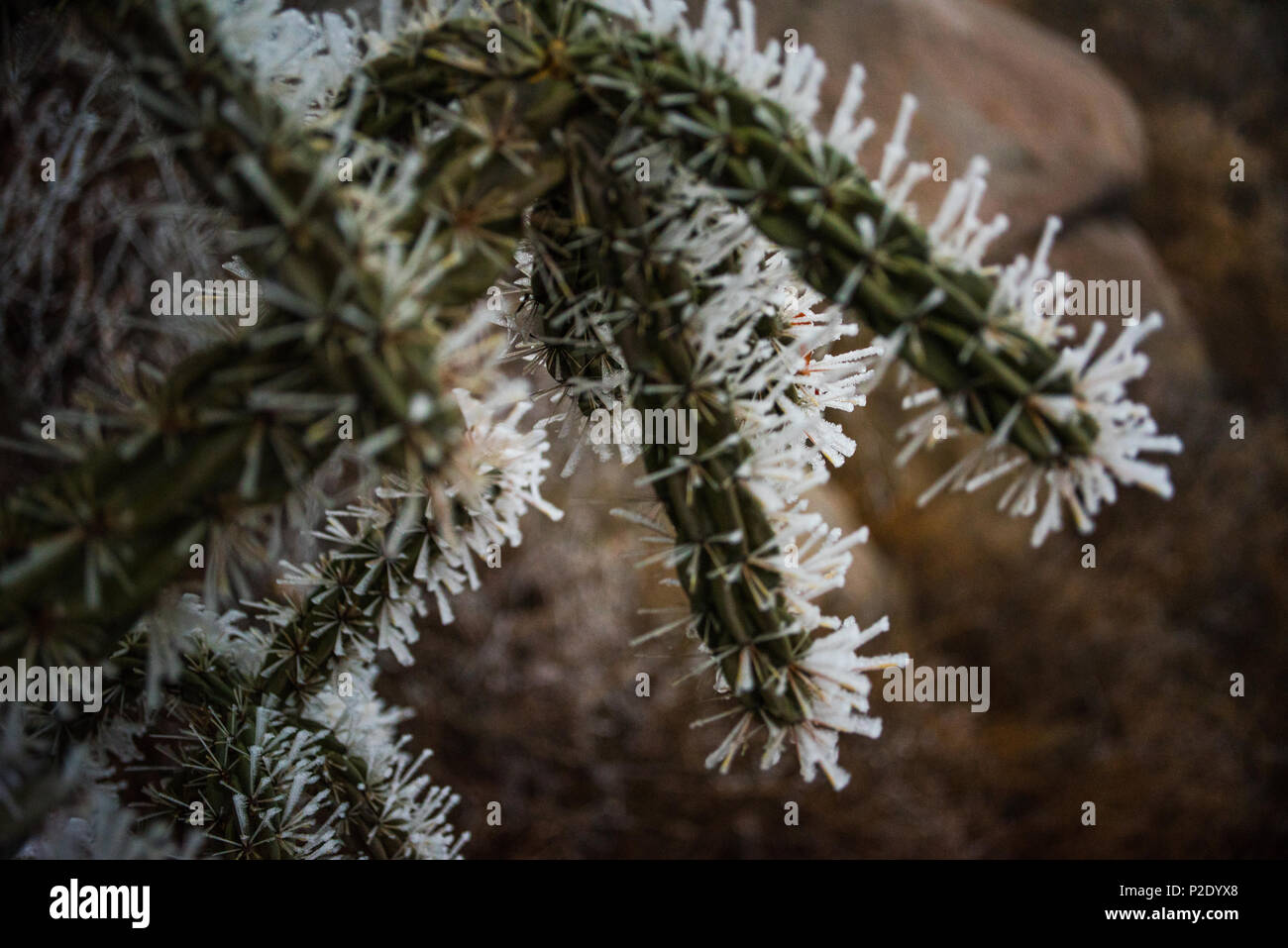 Frozen cactus hi-res stock photography and images - Alamy