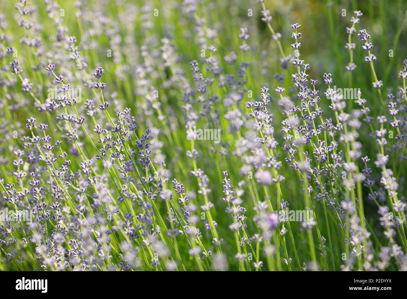 Beautiful lavand flower hi-res stock photography and images - Alamy