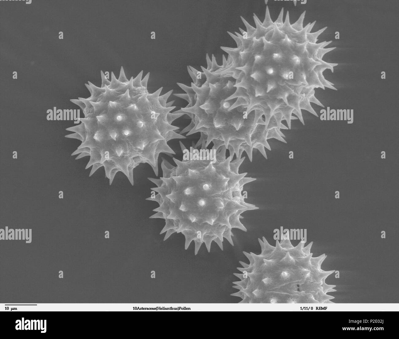 Annuus plant Black and White Stock Photos & Images - Alamy