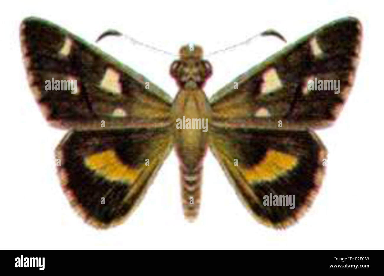 24 au Cut Out Stock Images & Pictures - Alamy