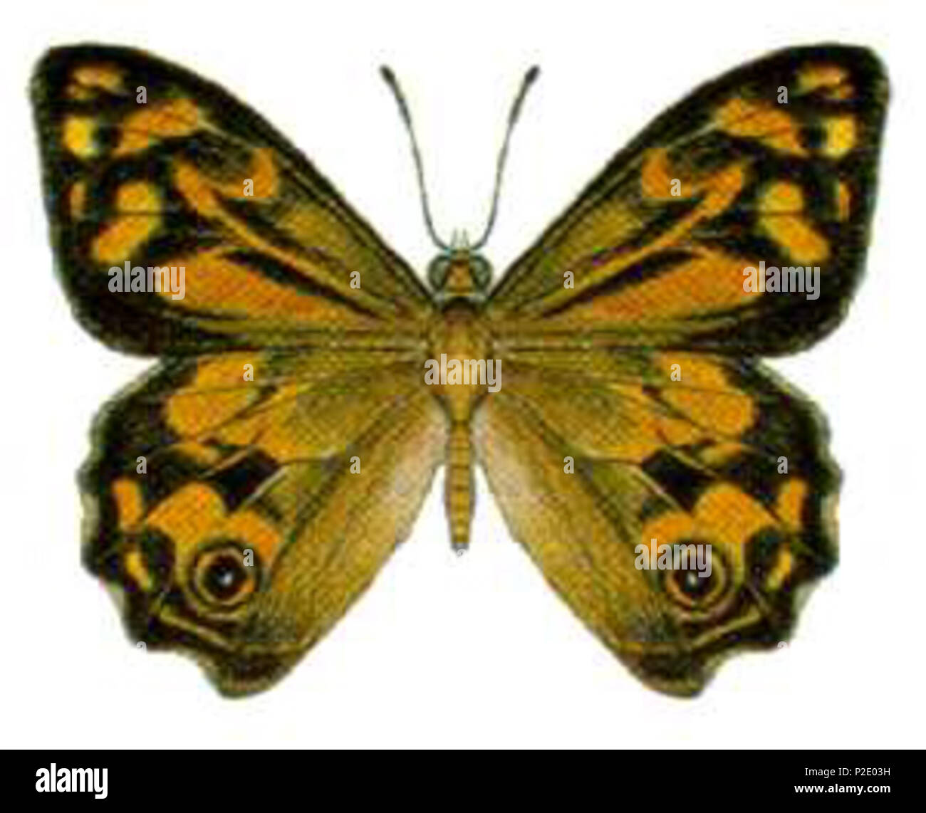 24 Heteronympha banksii (ento-csiro-au Stock Photo - Alamy