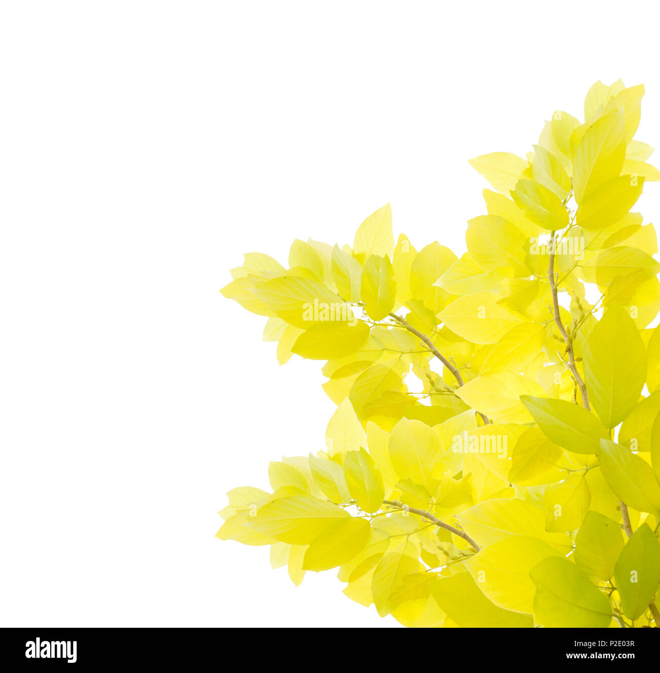 Yellow leaf isolated on white background Stock Photo - Alamy