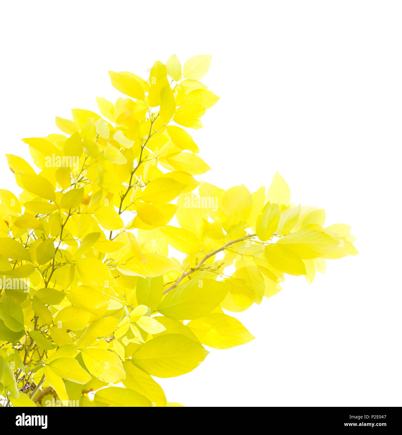 Yellow leaf isolated on white background Stock Photo - Alamy