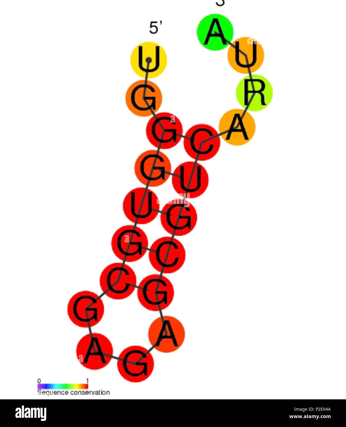 . Secondary structure and sequence conservation image for HIV-1 SL4 non ...