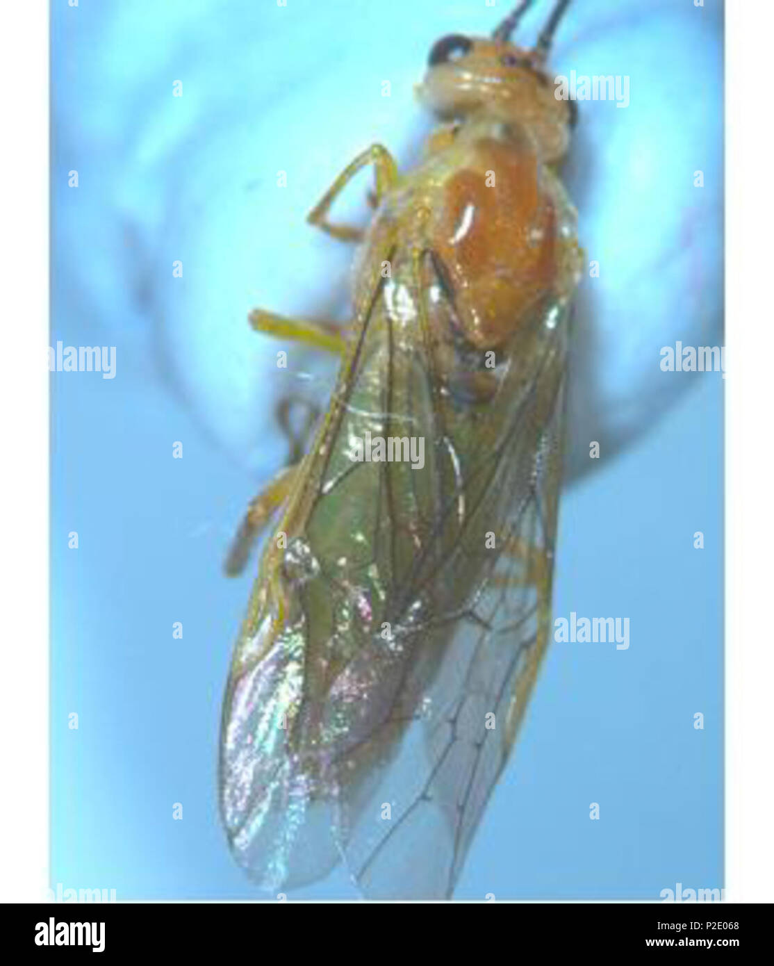 25 Hymenoptera sp. (ento-csiro-au Stock Photo - Alamy