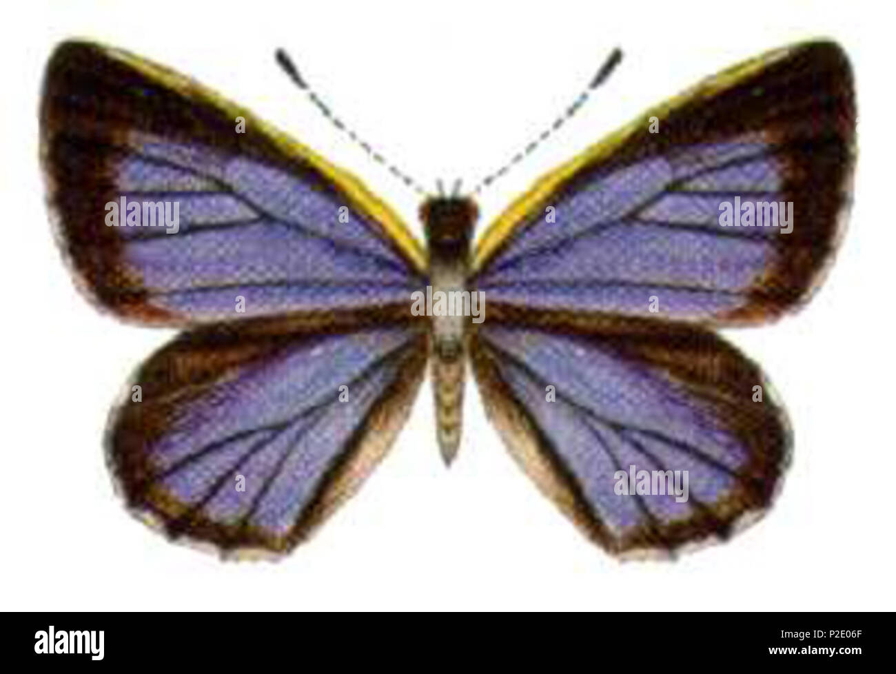 25 Hypochrysops ignita (ento-csiro-au Stock Photo - Alamy