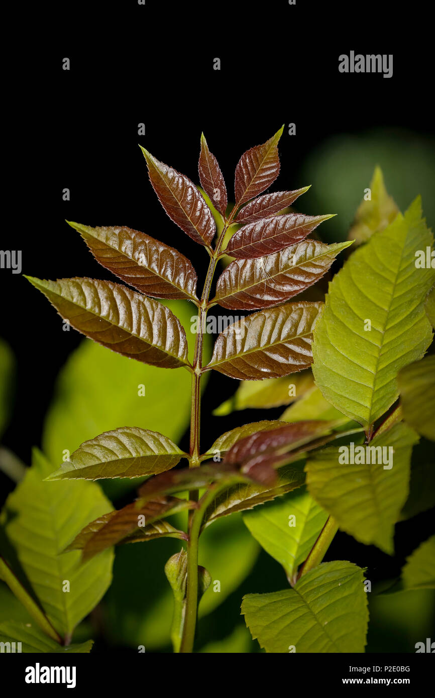 leaf abstract background Stock Photo - Alamy