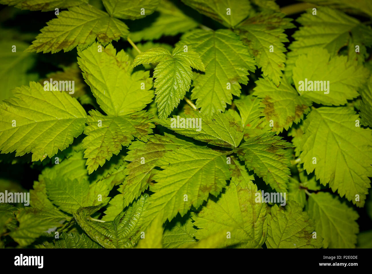 leaf abstract background Stock Photo - Alamy