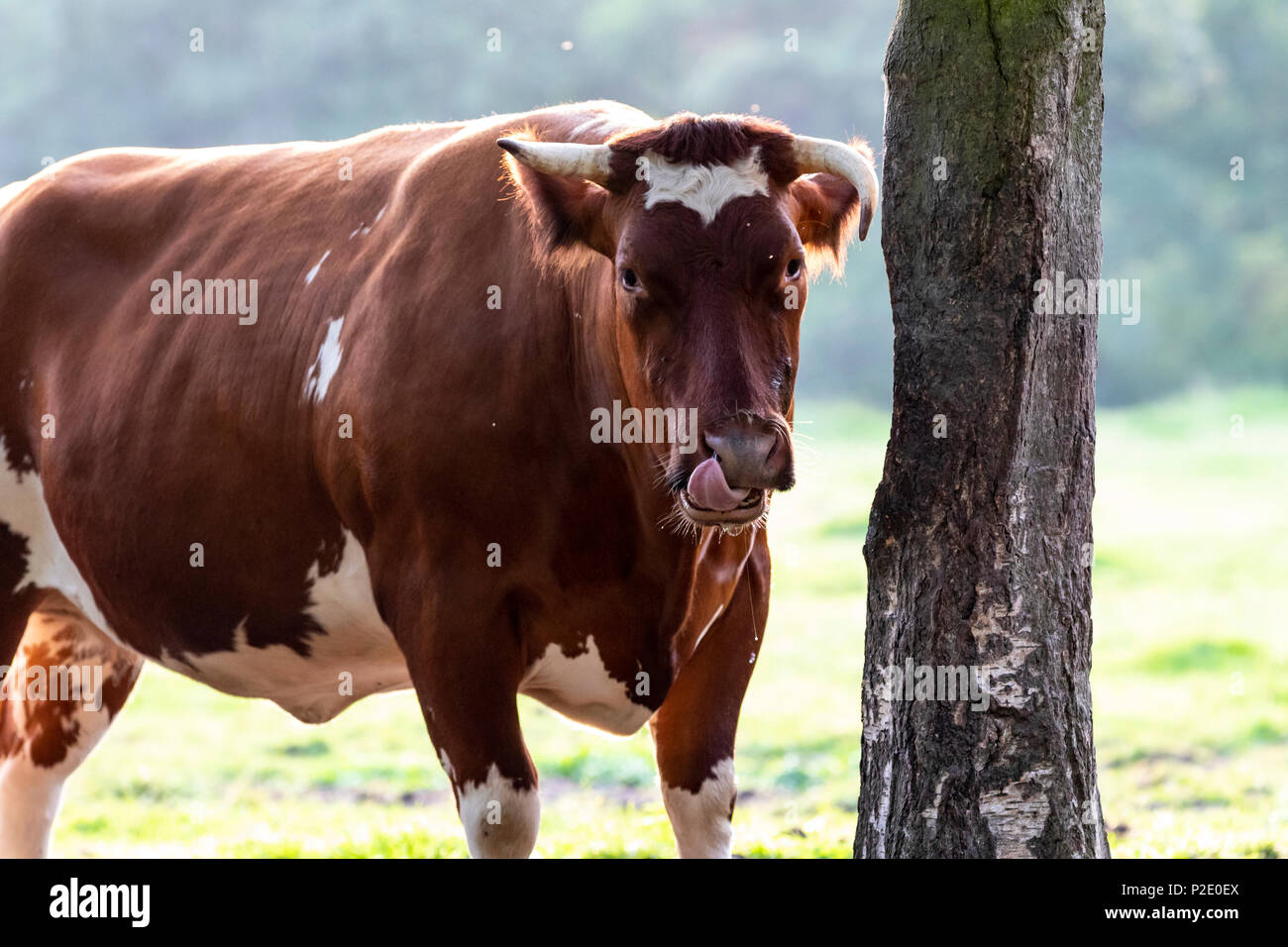 Belgian blue cattle bull Stock Photo - Alamy