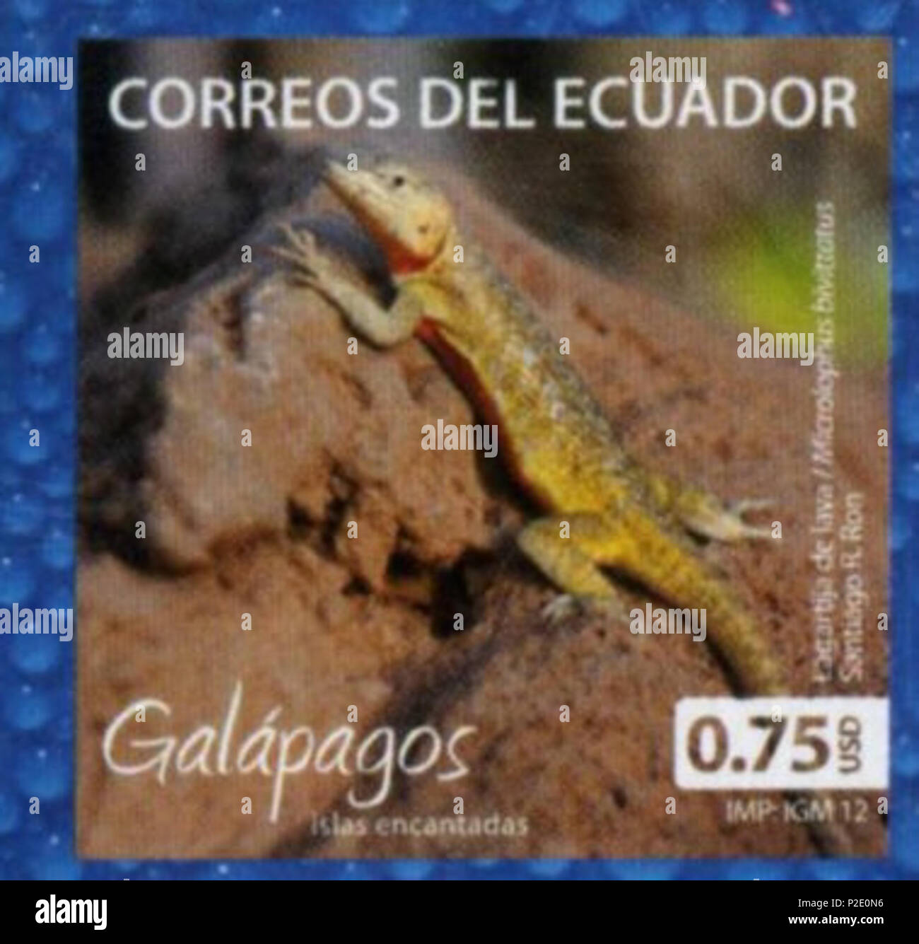 Iguanians hi-res stock photography and images - Alamy