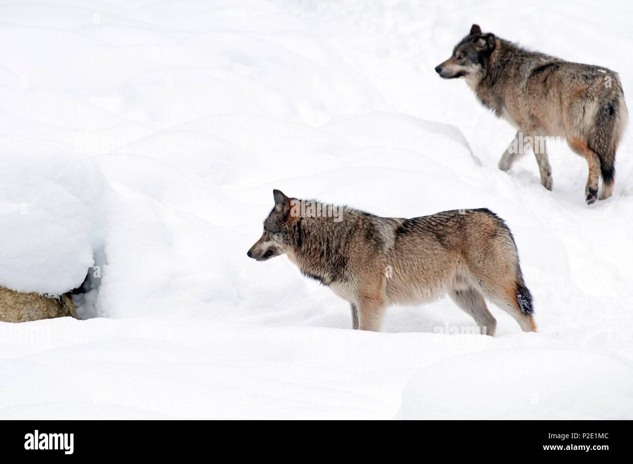 Wolf canis lupus two hi-res stock photography and images - Alamy