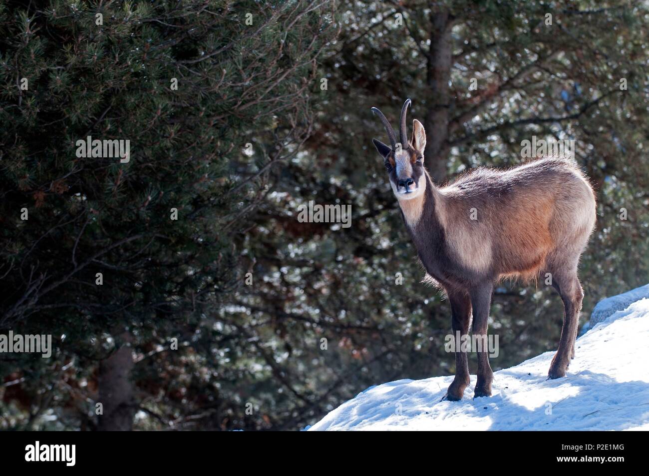 Pyrenean Chamois Stock Photos & Pyrenean Chamois Stock Images - Alamy