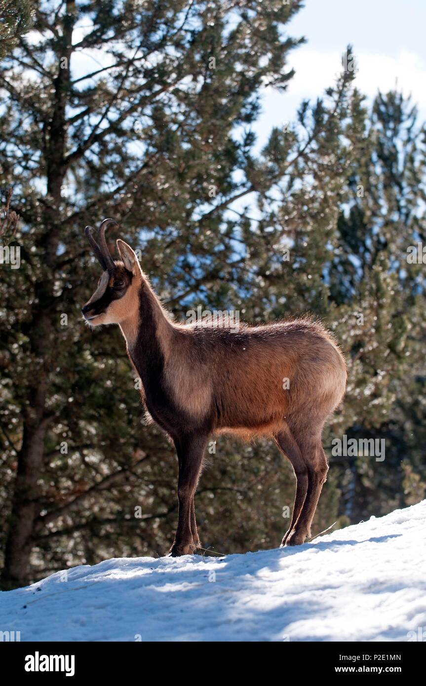 Pyrenean chamois hi-res stock photography and images - Alamy