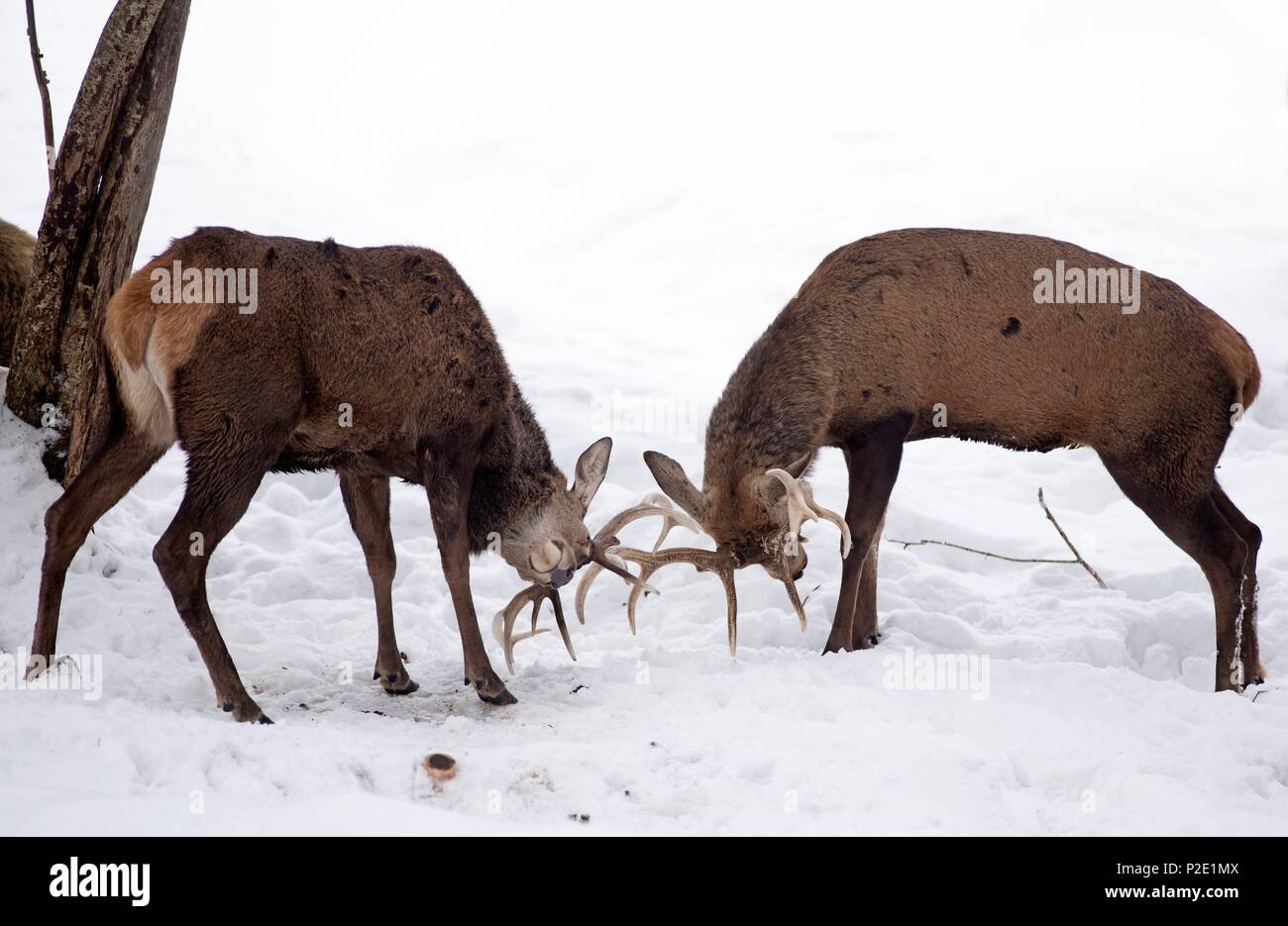 France, Red deer in the snow (cervus elaphus Stock Photo - Alamy