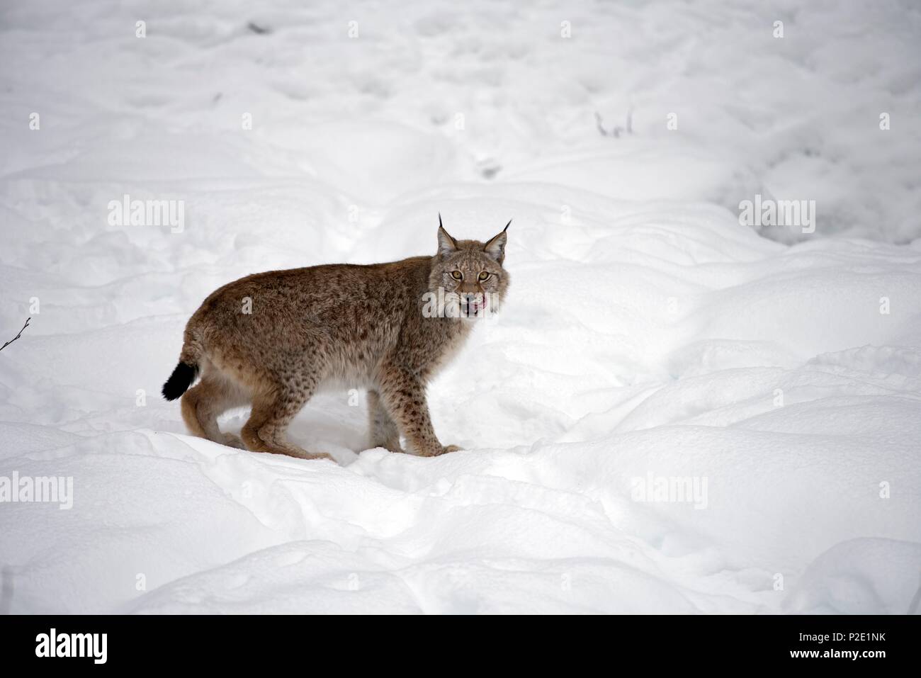 Eurasian Lynx in the snow (Lynx lynx Stock Photo - Alamy