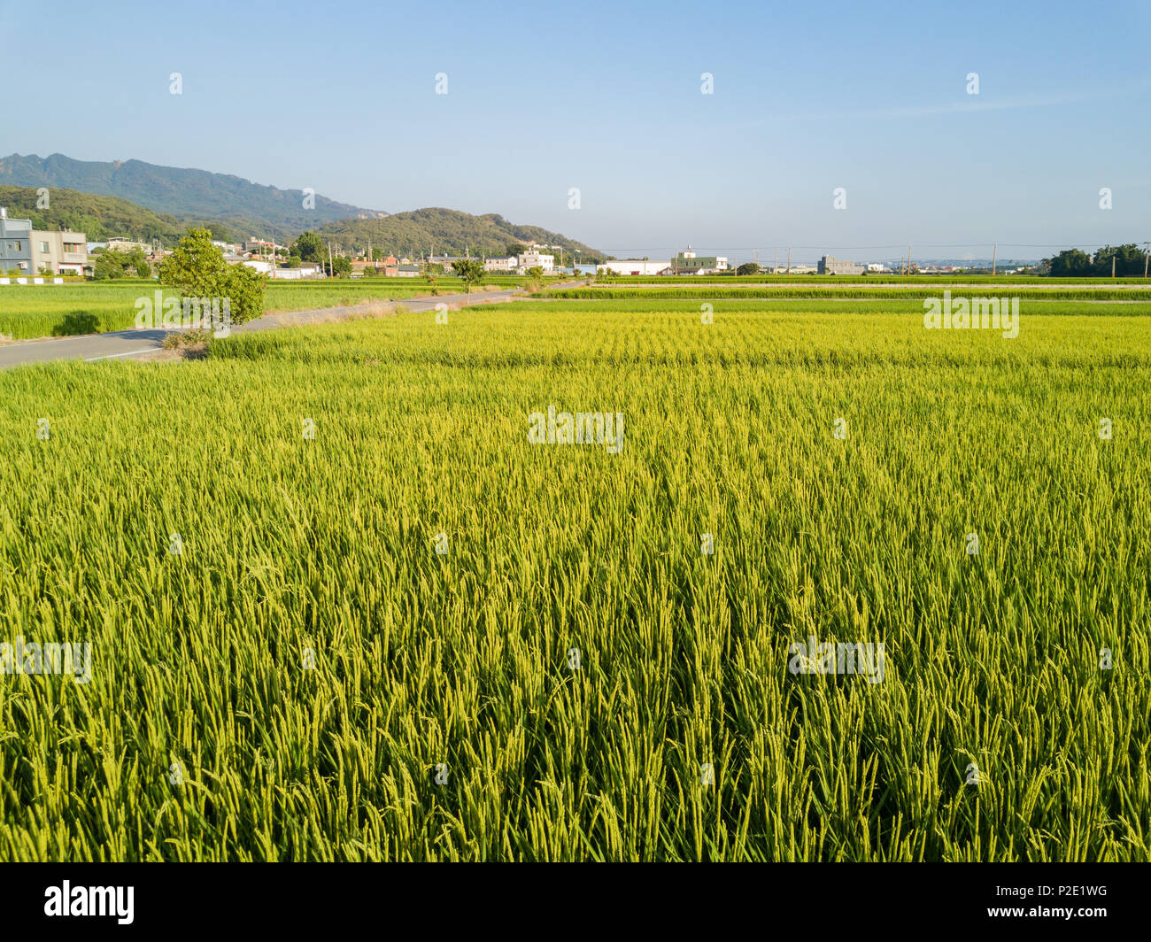 Aerial view of the beautiful rice field around Yuanli Township, Taiwan ...