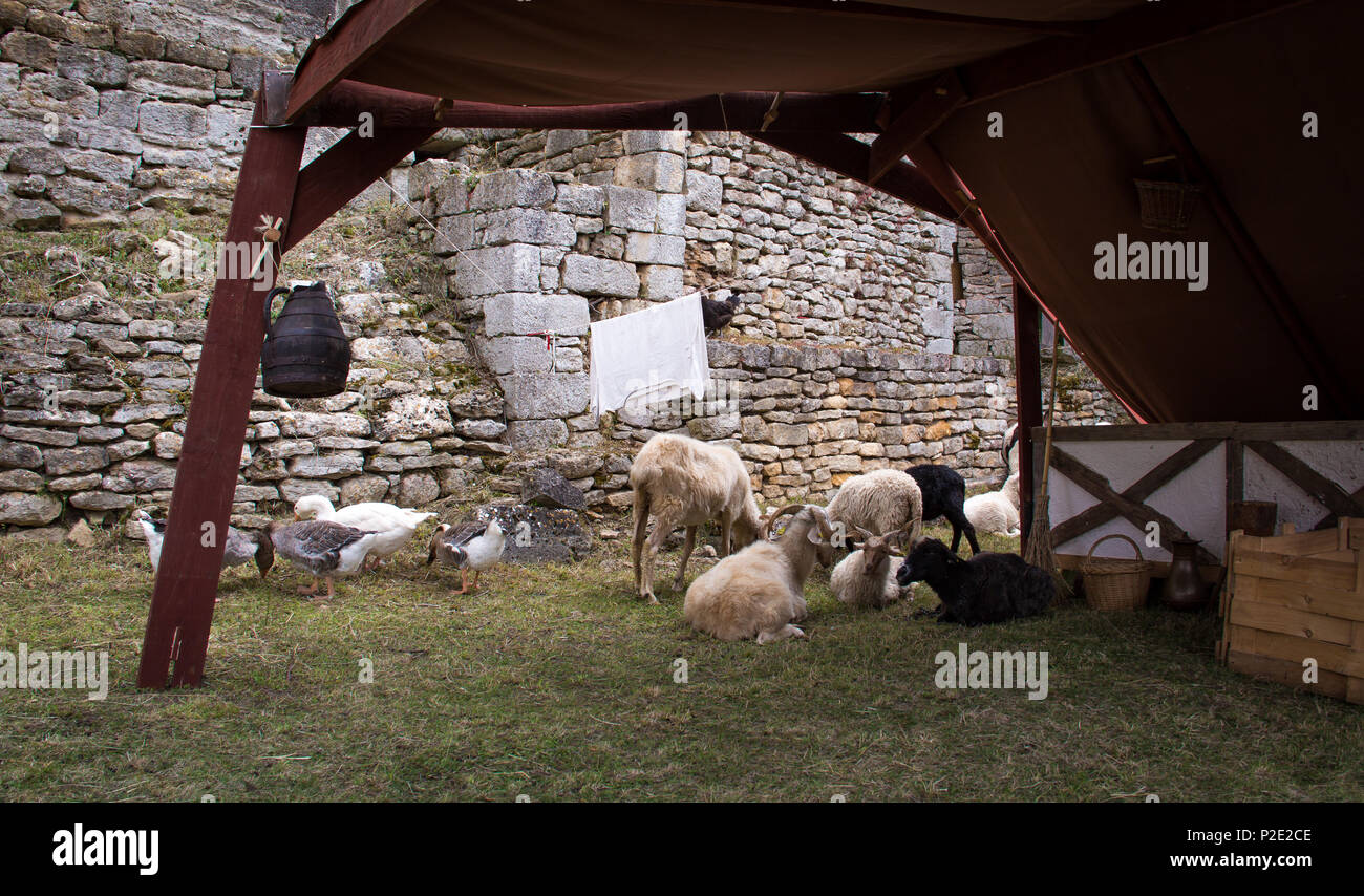 Medieval farm animals hi-res stock photography and images - Alamy
