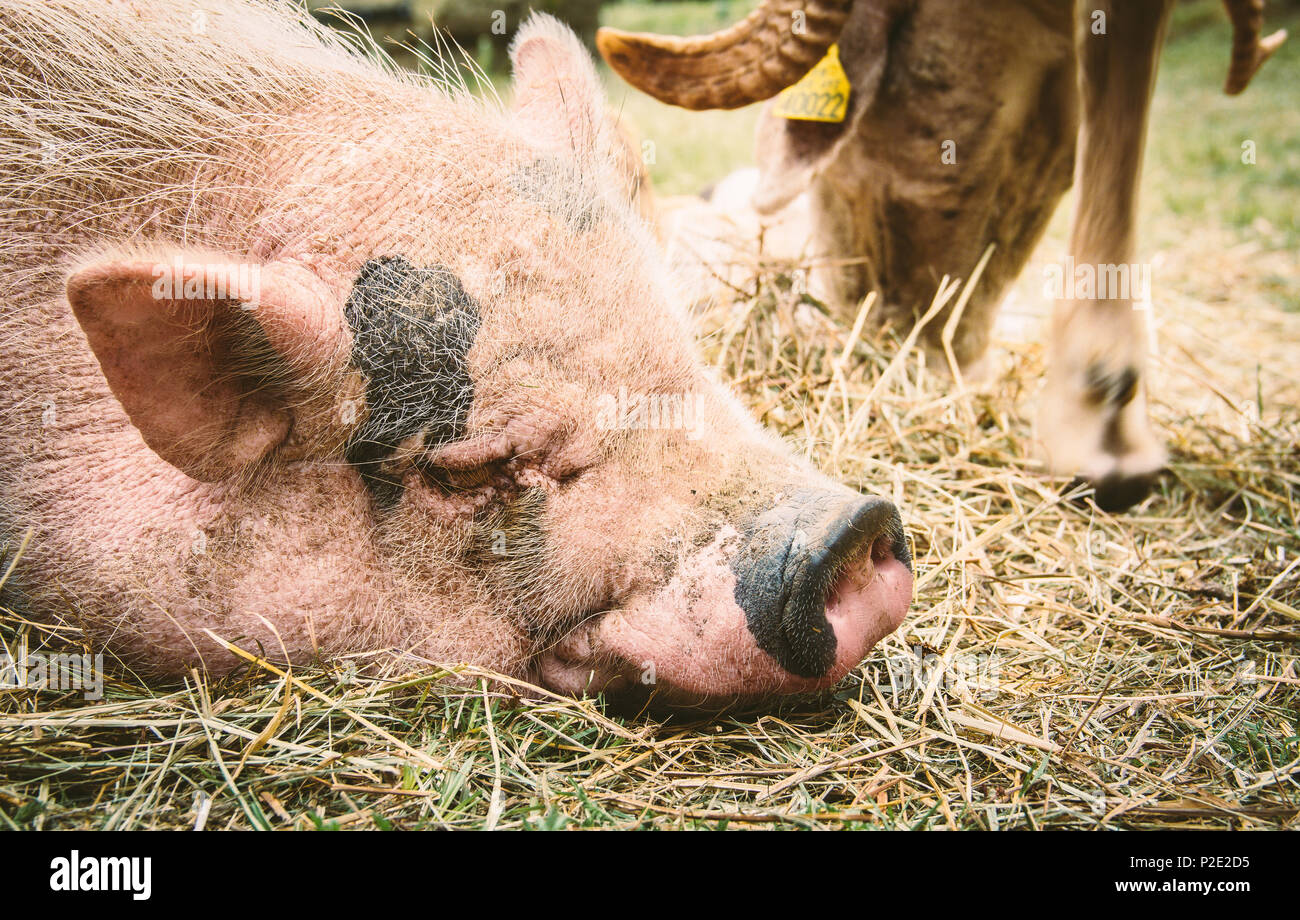 Medieval zoo hi-res stock photography and images - Alamy