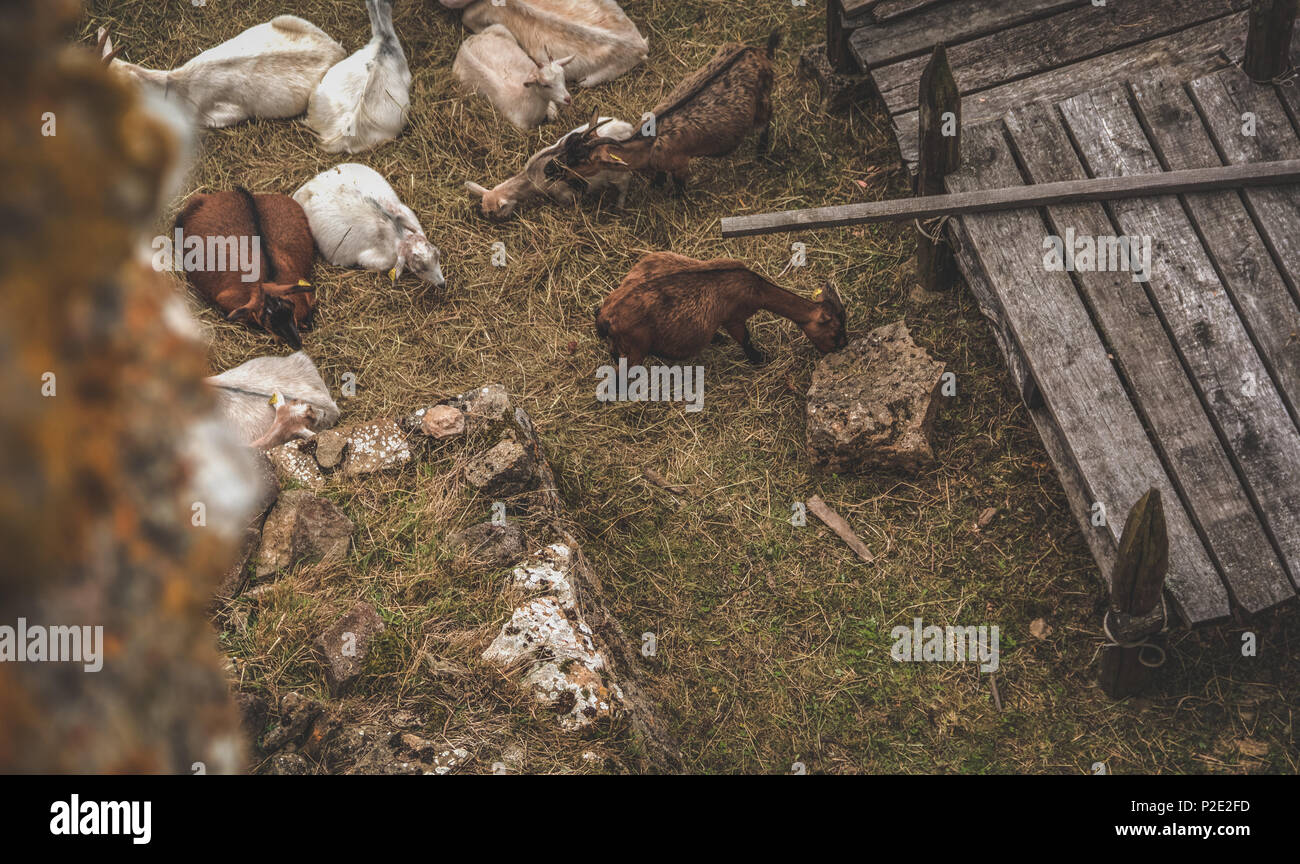 Medieval farm animals hi-res stock photography and images - Alamy