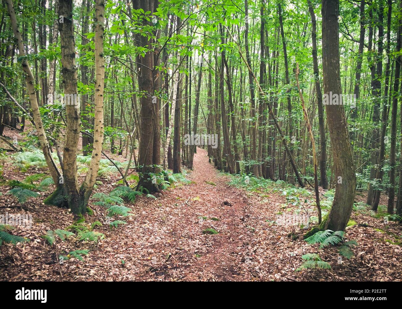 French rural landscape with trees in the summer Stock Photo - Alamy